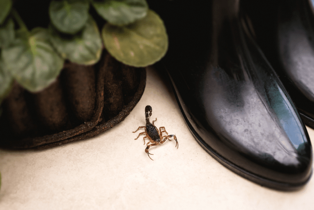 How to seal your home from scorpions - Insectek Pest Solutions