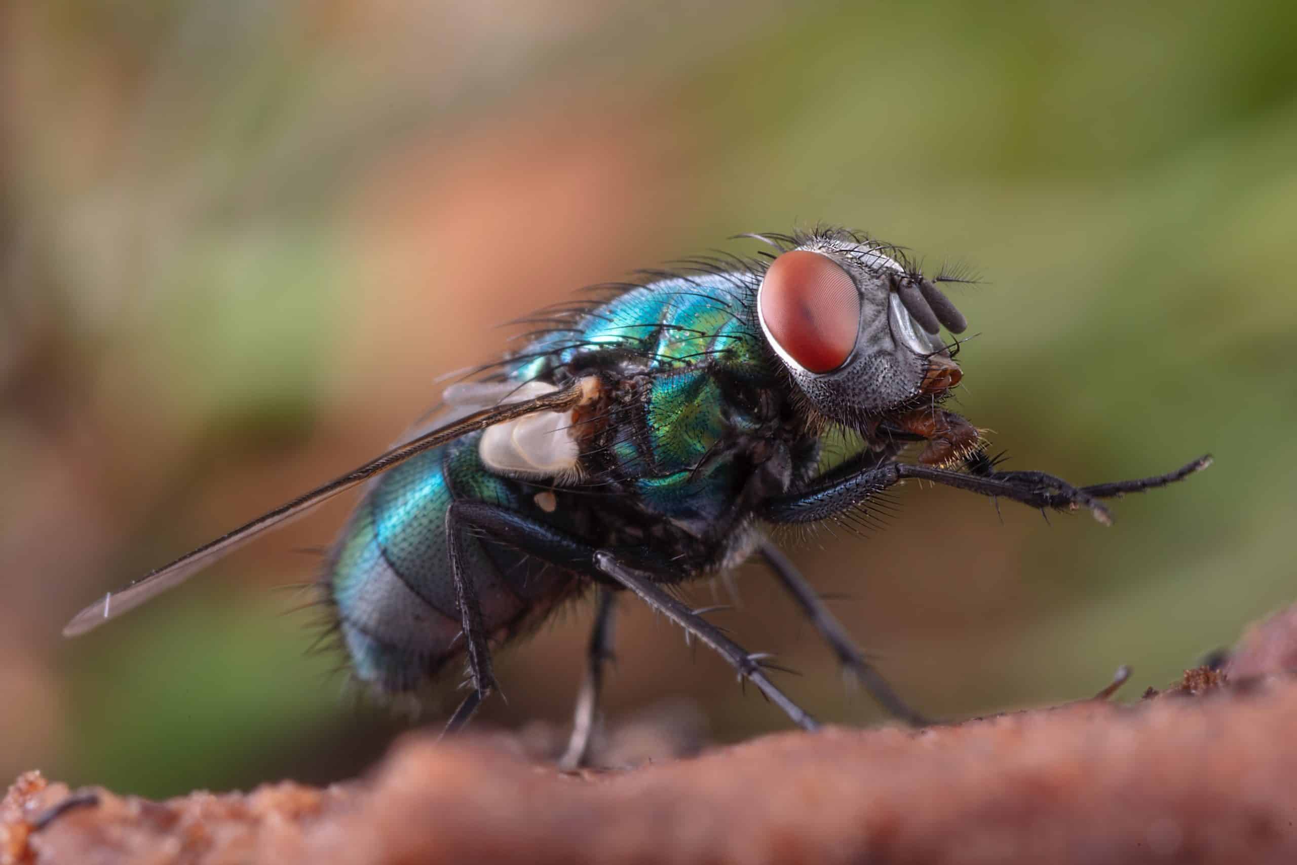 Horsefly Control Tips and Insights