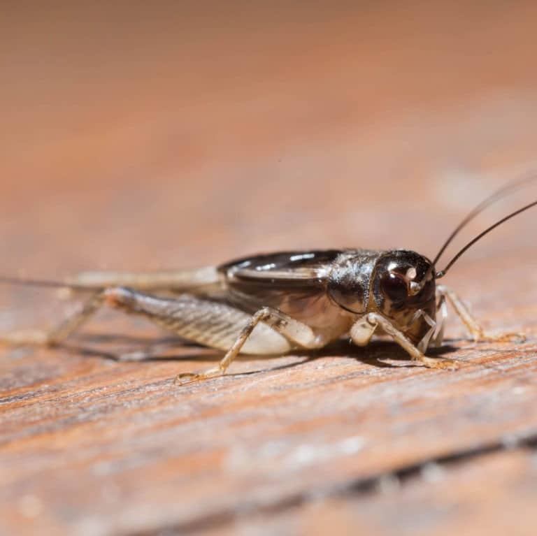 Cricket Pest Control in Phoenix, Arizona - Insectek Pest Control