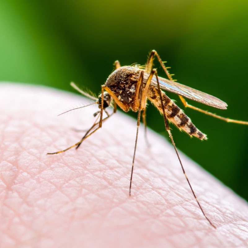 What are Chiggers? - Insectek Pest Solutions