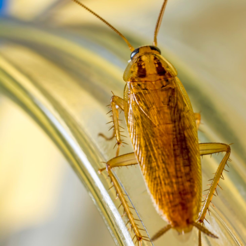 Cockroach Pest Control in Phoenix, Arizona - Insectek Pest Solutions