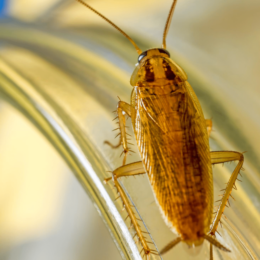 Cockroach Pest Control in Phoenix, Arizona - Insectek Pest Solutions