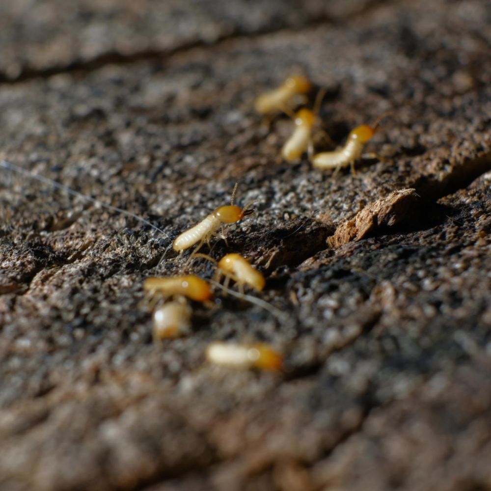 Termite Pest Control in Phoenix, Arizona - Insectek Pest Control