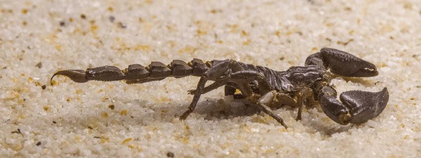 Prevent Scorpions From Taking A Dip In Your Swimming Pool
