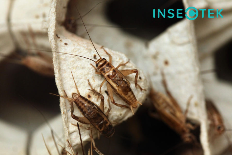 Cricket Pest Control in Phoenix, Arizona - Insectek Pest Control