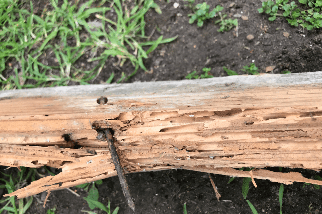 5 Things You Need to Know About a WDIIR - Insectek Pest Solutions