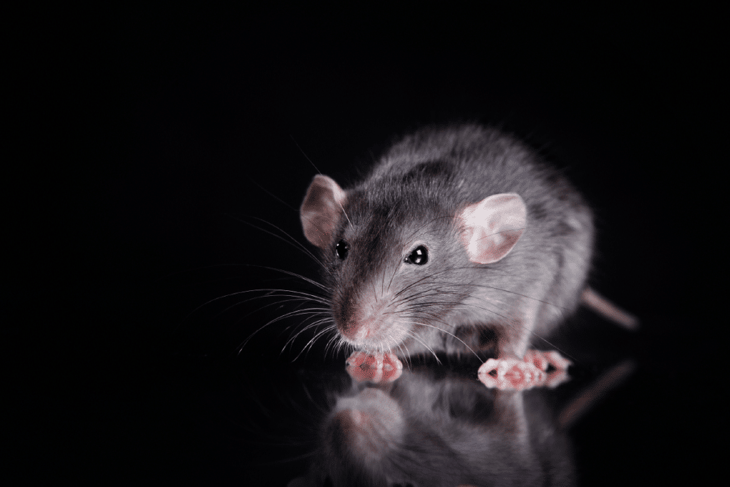 How to Get Rid of Roof Rats in Arizona - Insectek Pest Solutions