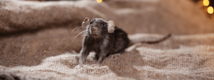 How to Get Rid of Roof Rats in Arizona - Insectek Pest Solutions