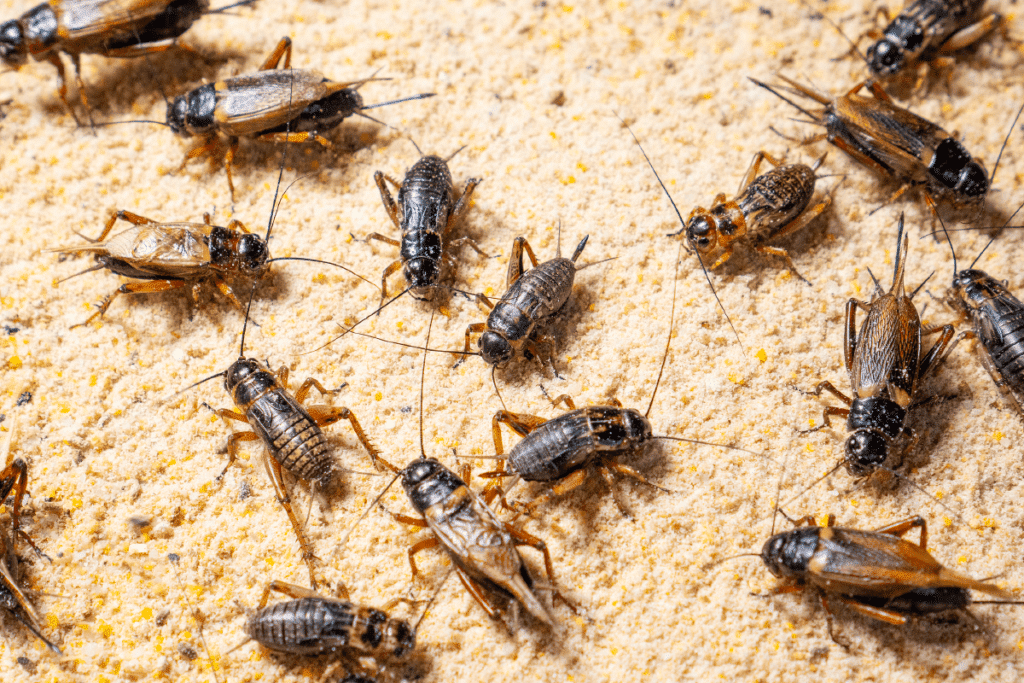 How Do You Know If You Have a Cricket Infestation? (and How to Resolve It)