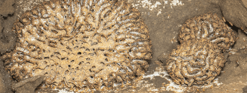 How to Identify Termite Droppings - Insectek Pest Solutions