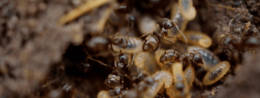 Termite Infestation 101: Recognizing Mud Tubes and More - Insectek Pest ...