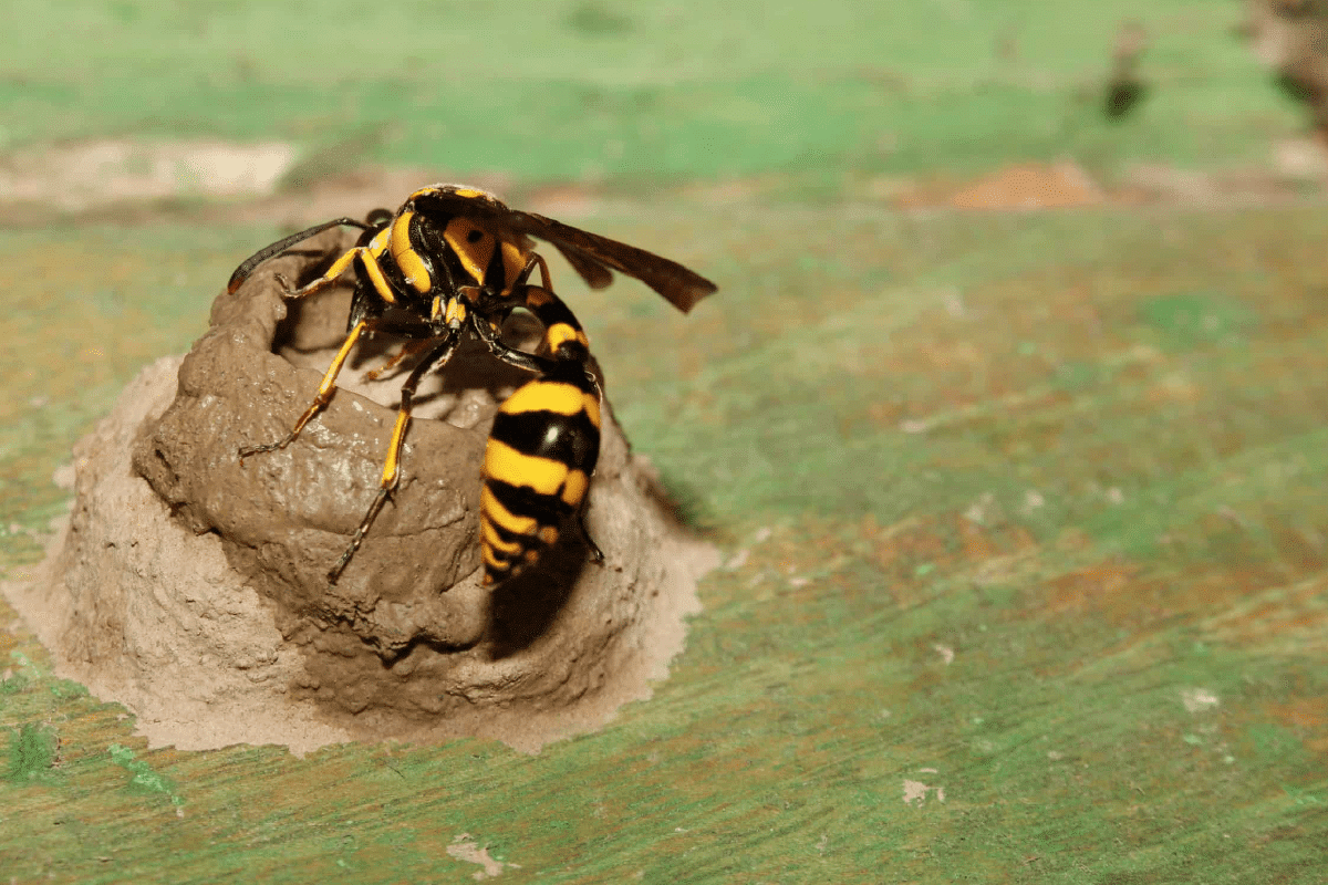 What Is A Mud Dauber Insectek Pest Solutions