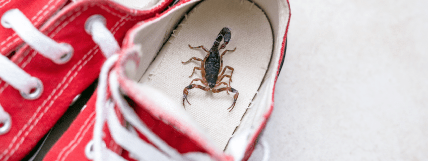 11 Common Pests to be Aware of in Arizona - Insectek Pest Solutions