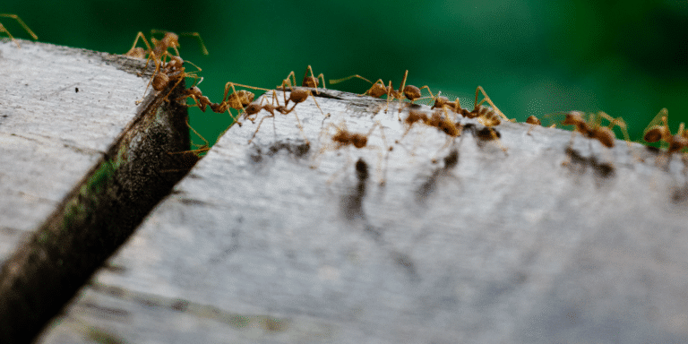 How Do You Know If You Have a Cricket Infestation? (and How to Resolve It)
