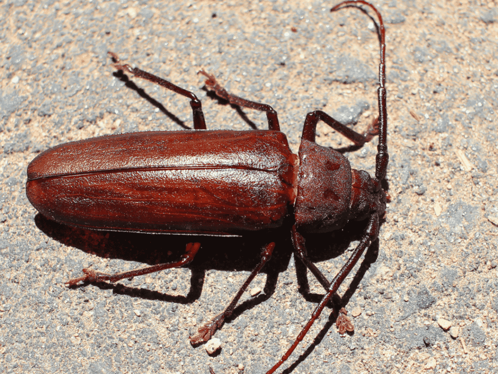 Beetle Pest Control in Phoenix, Arizona - Insectek Pest Solutions