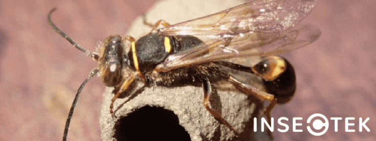 What is a Mud Dauber? - Insectek Pest Solutions