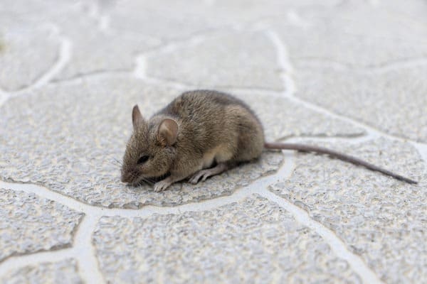 Mouse Droppings: Identifying Infestation in Your Home - Insectek Pest ...