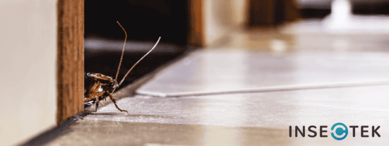 How Do Bugs Get in the House? 5 Things to Look For - Insectek Pest ...