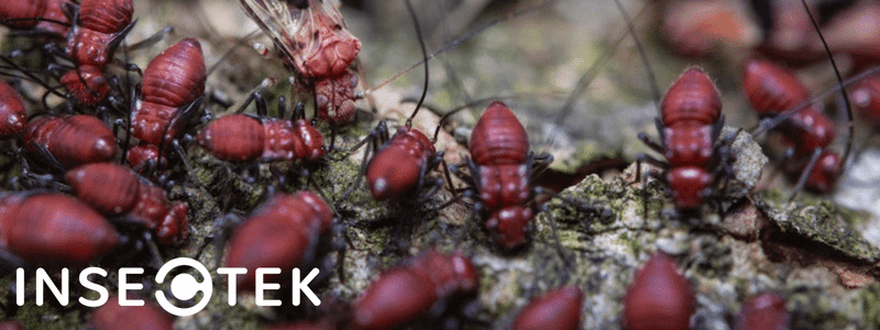 Arizona’s Three Most Common Types of Termites - Insectek Pest Solutions