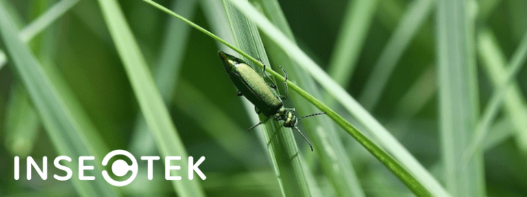 11 Common Pests to be Aware of in Arizona