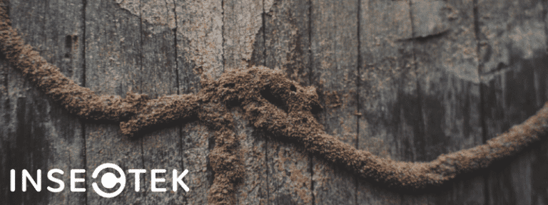 Termite Infestation 101: Recognizing Mud Tubes and More - Insectek Pest ...