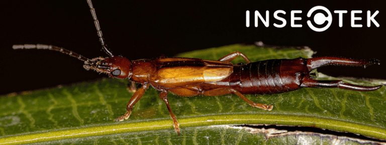 Pincher Bugs: A Guide to Earwig Control - Insectek Pest Solutions
