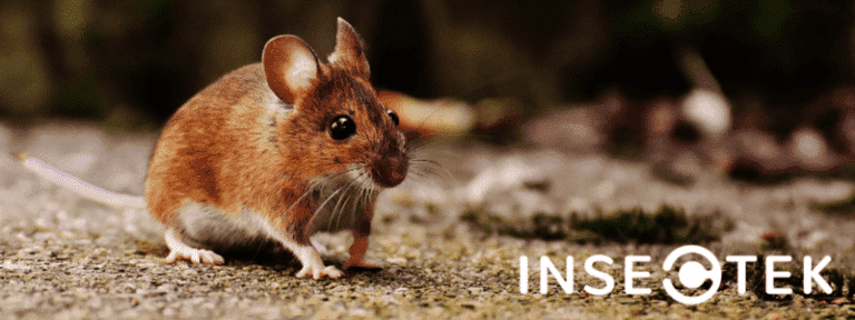 Mouse Droppings: Identifying Infestation in Your Home - Insectek Pest ...
