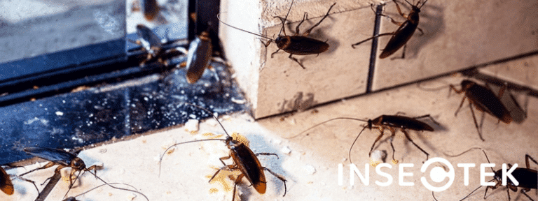 Everything You Should Know About Flying Cockroaches - Insectek Pest ...