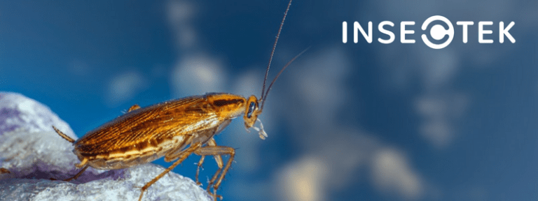 Everything You Should Know About Flying Cockroaches - Insectek Pest ...