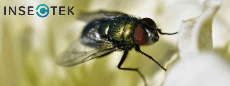 How Long Do Flies Live? - Insectek Pest Solutions