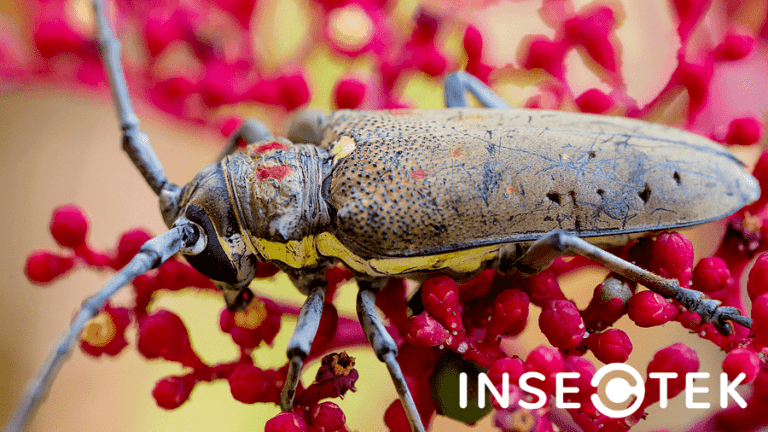 18 Summer Bugs to be on the Lookout for in Arizona - Insectek Pest ...