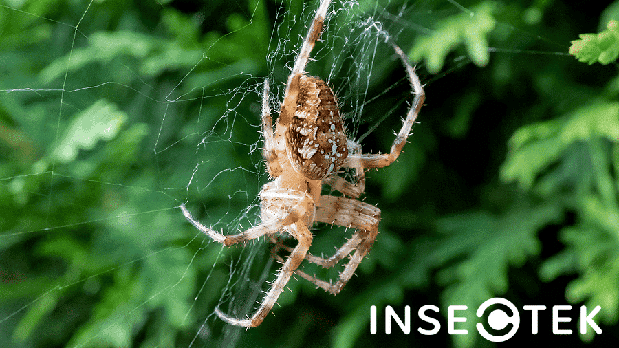 18 Summer Bugs to be on the Lookout for in Arizona - Insectek Pest ...