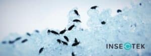 Springtails: Everything You Need to Know - Insectek Pest Solutions