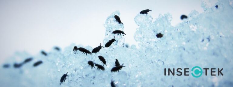 Springtails: Everything You Need to Know - Insectek Pest Solutions