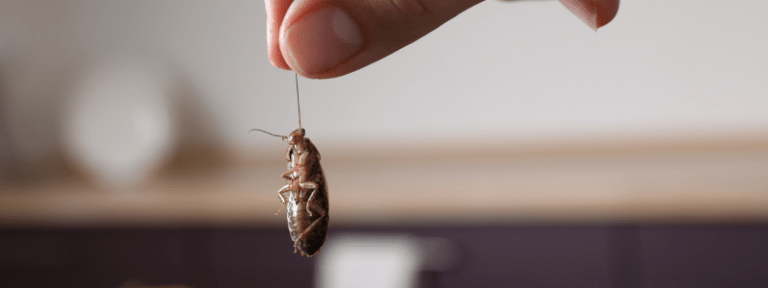 Integrated Pest Management for Large Office Facilities - Insectek Pest ...