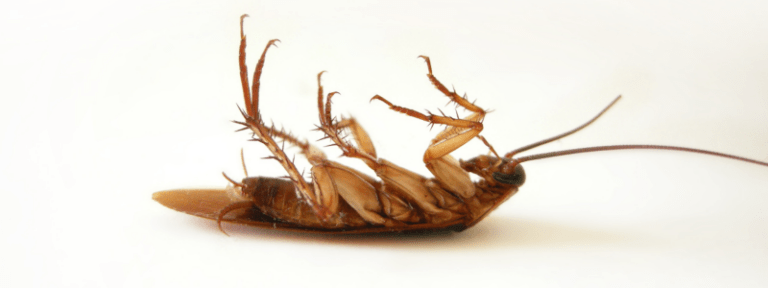 Common Office Building Pests and How to Prevent Them - Insectek Pest ...