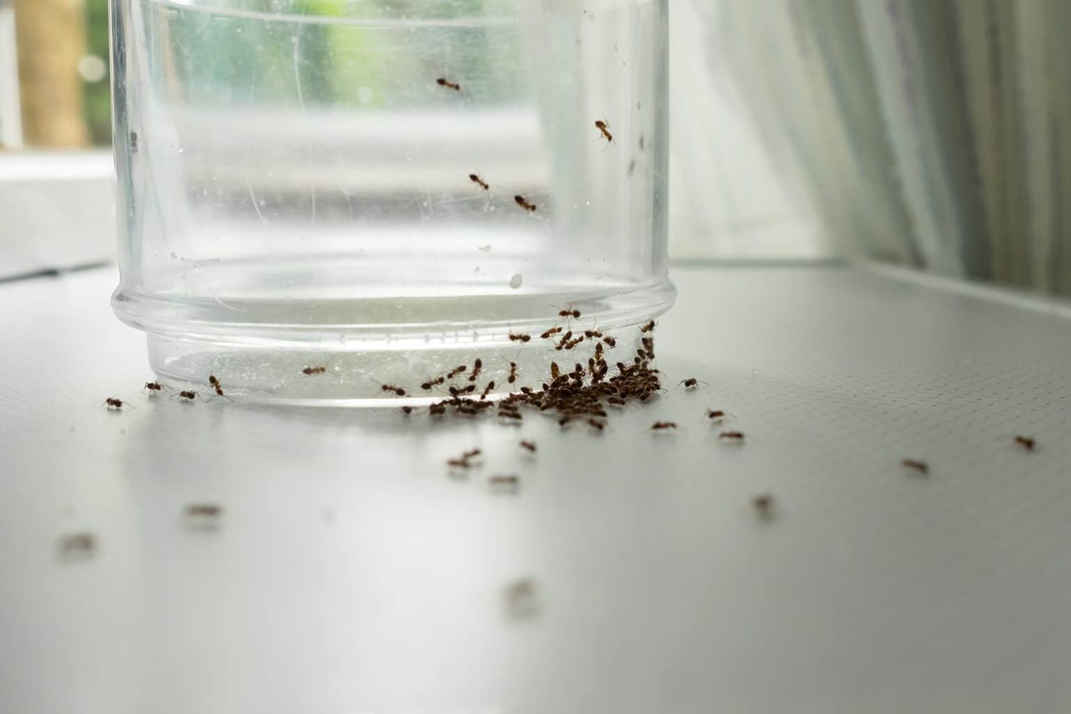 What’s the Difference Between Red Ants and Fire Ants? - Insectek Pest ...